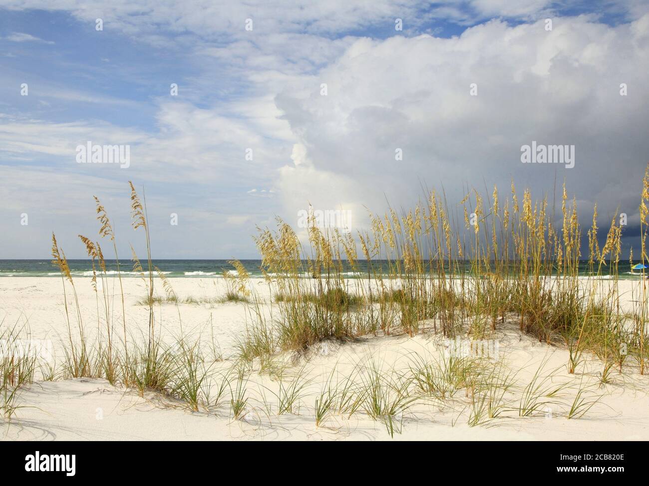 The Beautiful White Sand Beach and Sea Oates on the Gulf Coast of ...
