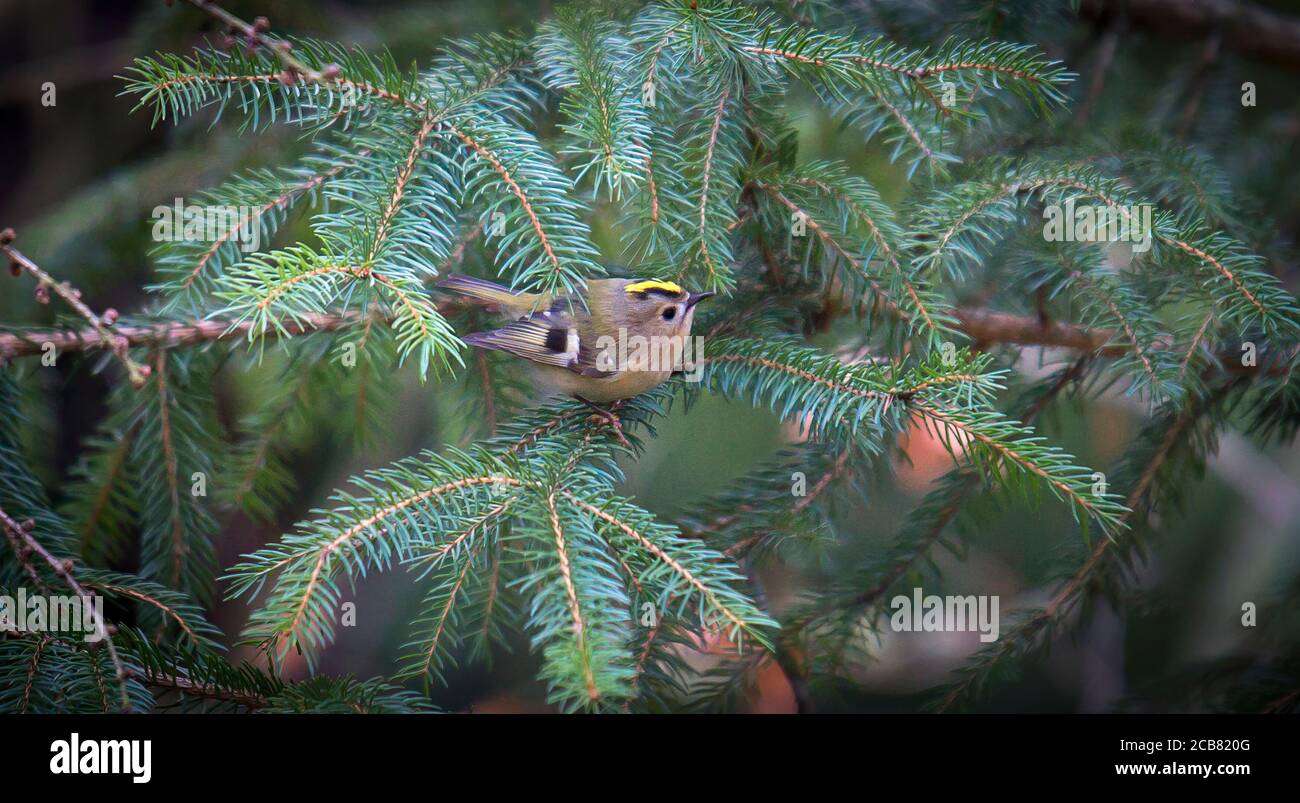 The smallest bird hi-res stock photography and images - Alamy