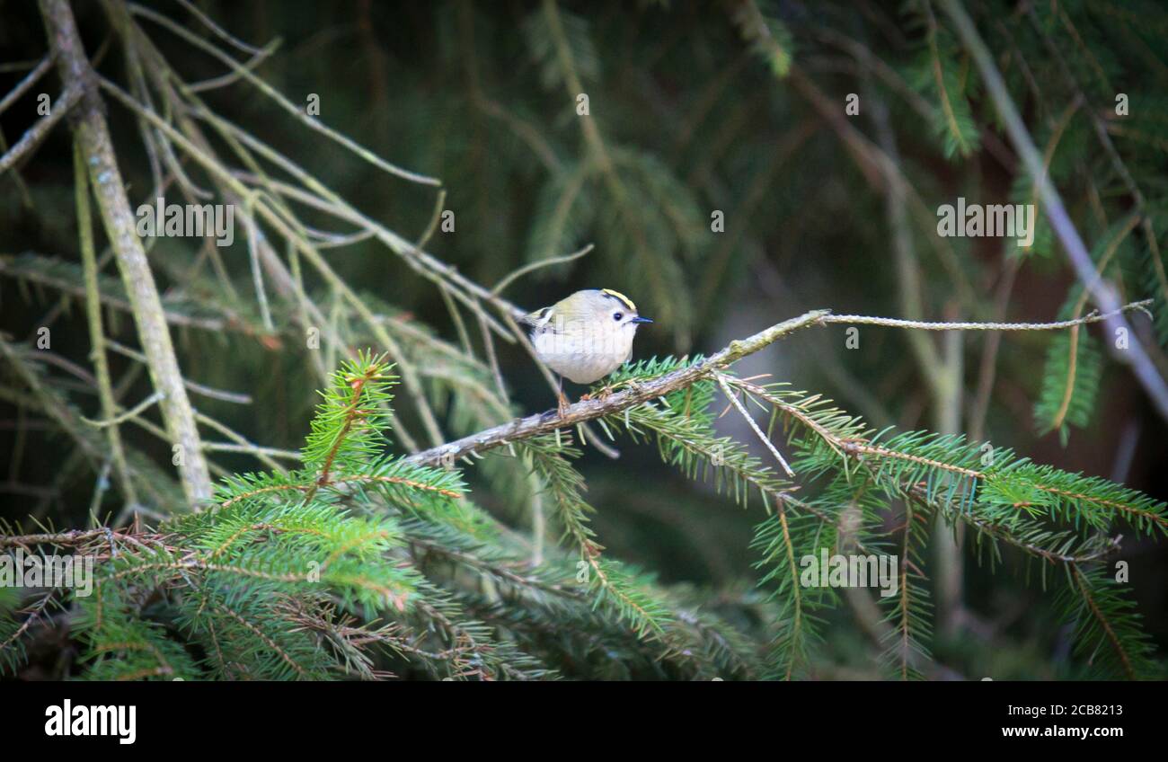 goldcrest sitting on the spruce twig Regulus regulus European smallest ...