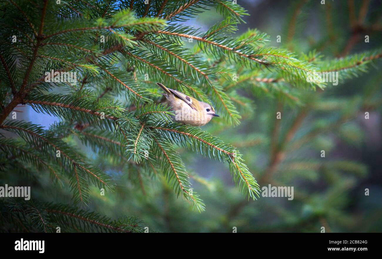 goldcrest sitting on the spruce twig Regulus regulus European smallest ...