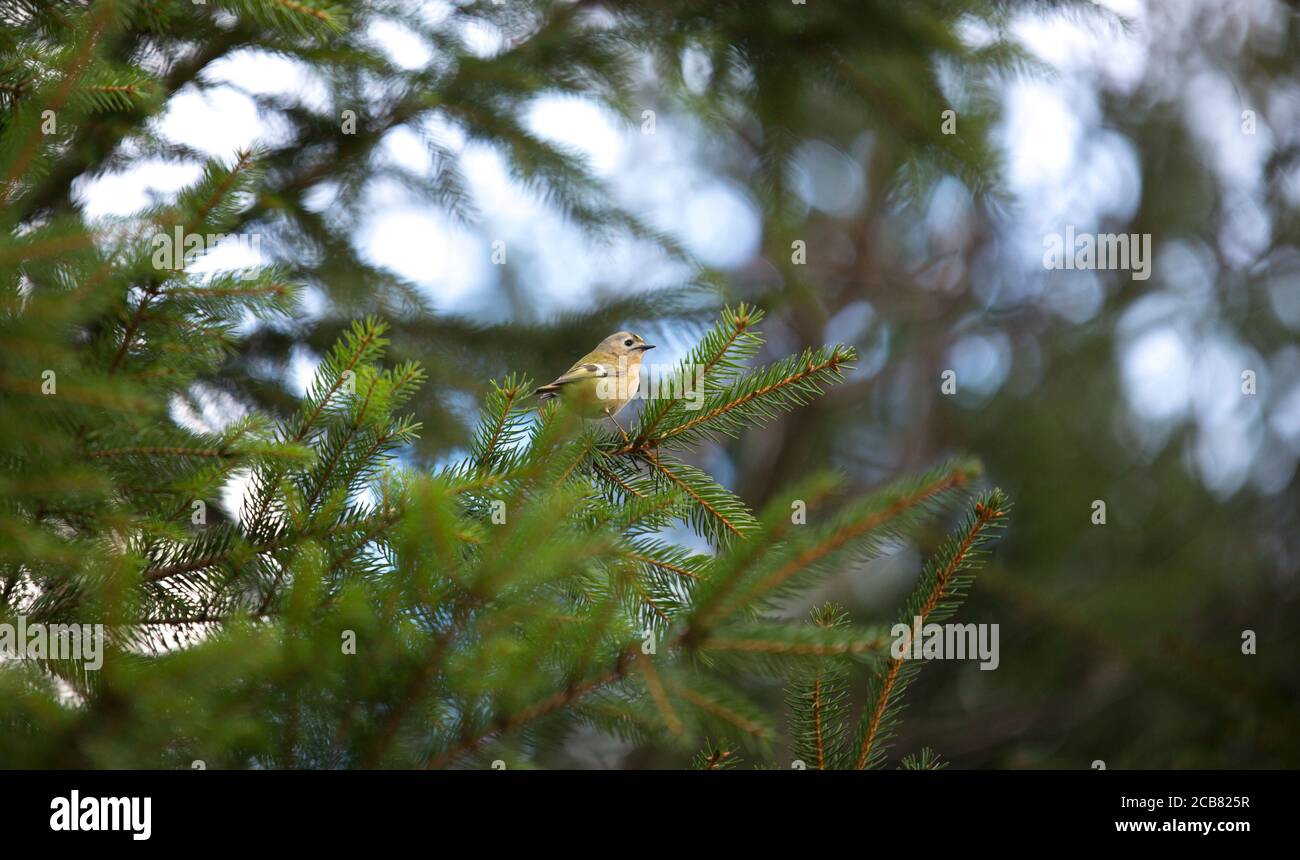 goldcrest sitting on the spruce twig Regulus regulus European smallest ...
