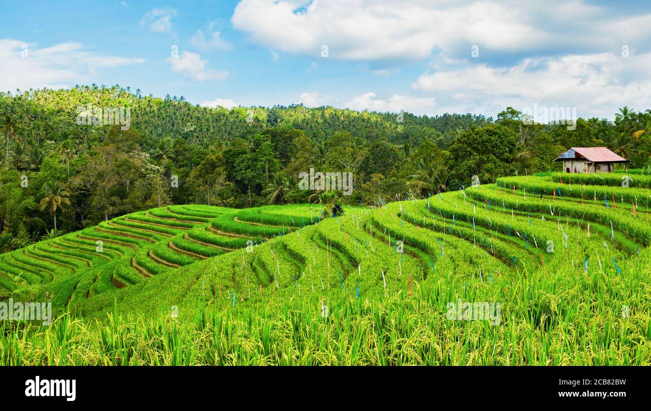 Beautiful view of Balinese green rice growing on tropical field ...