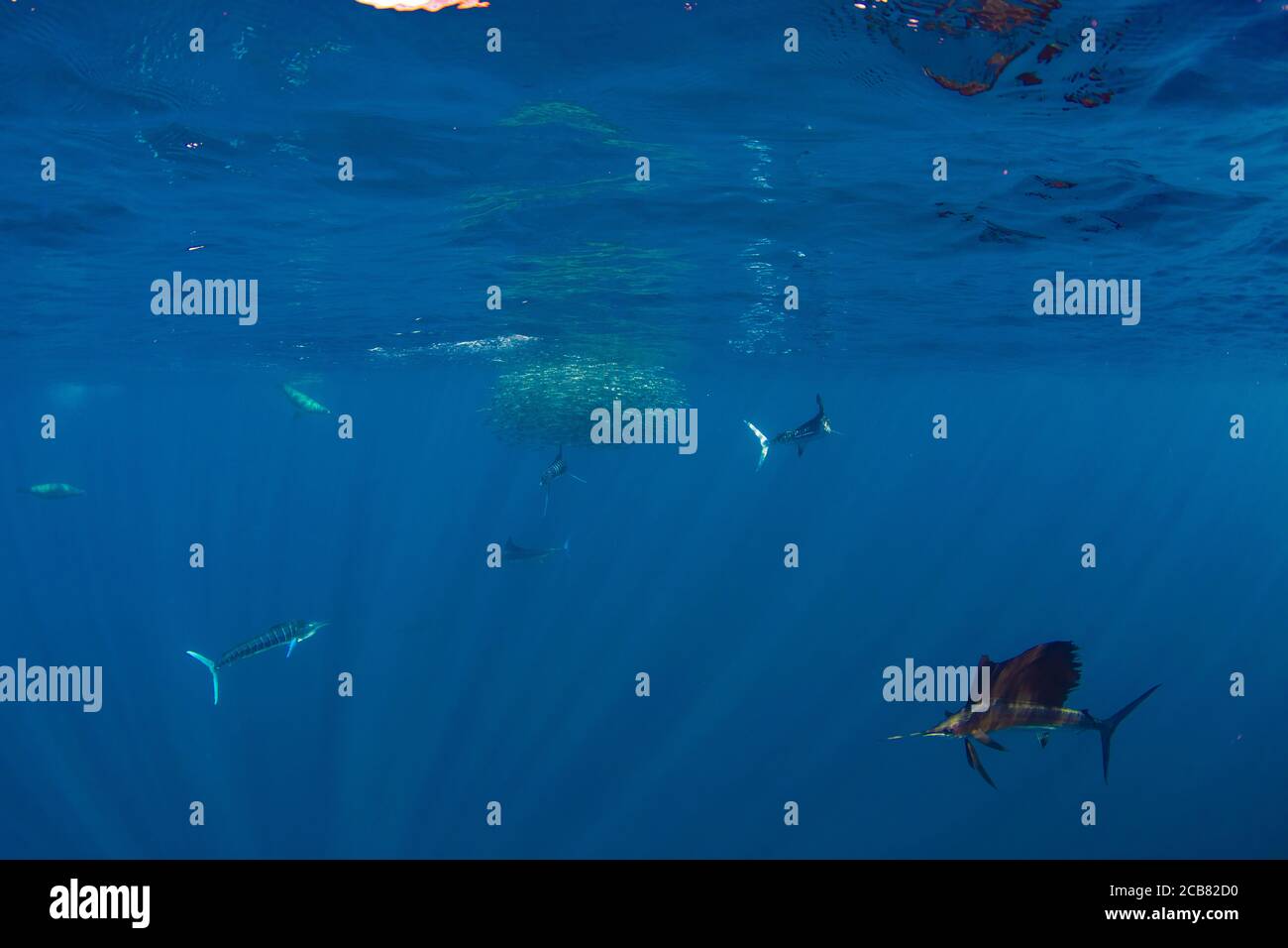Sailfish and marlins hunting and feeding on a baitball, Magdalena Bay ...