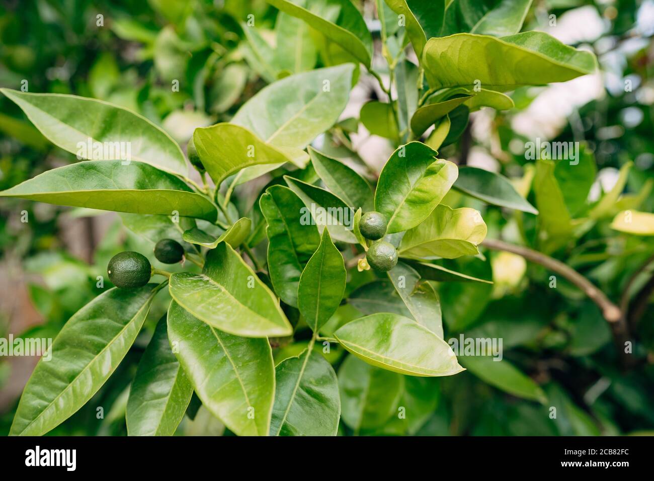 Tiny green tangerines that have recently bloomed on a tree branch in ...