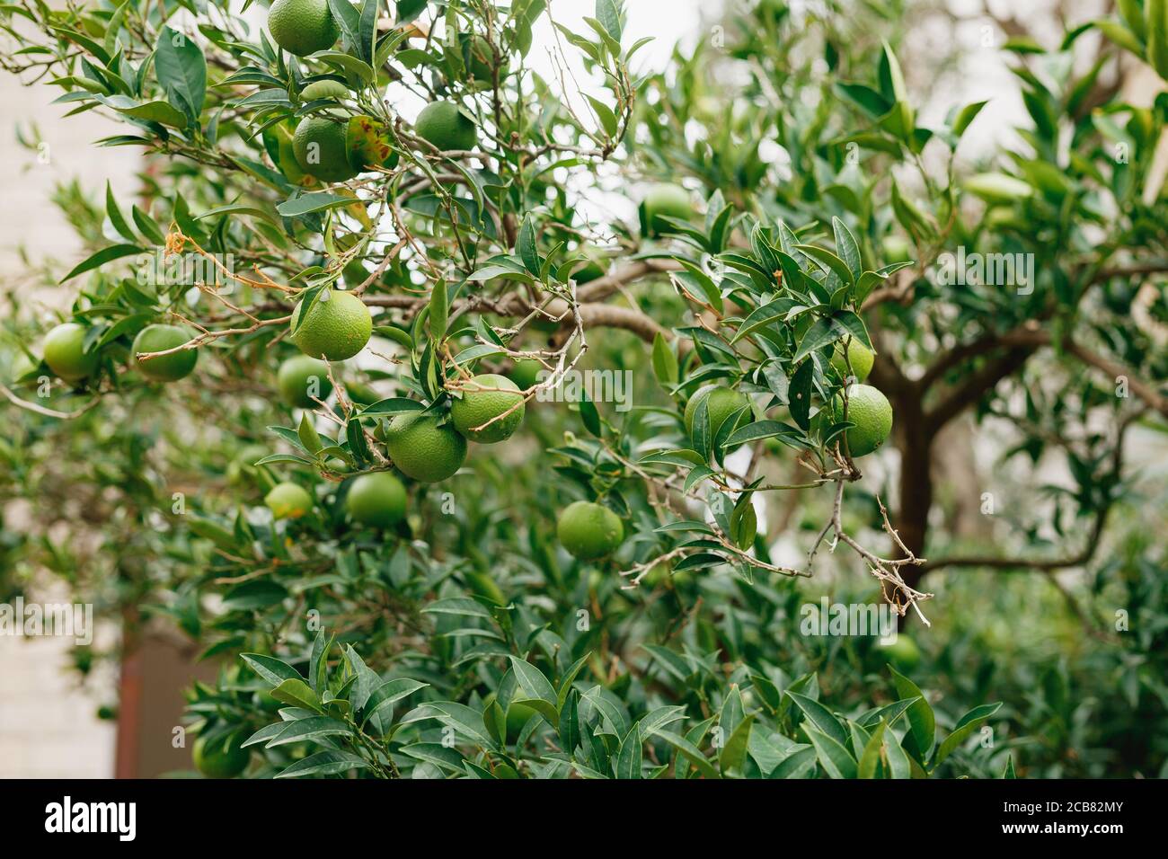 Lots fresh yellow tangerines citrus hi-res stock photography and images ...