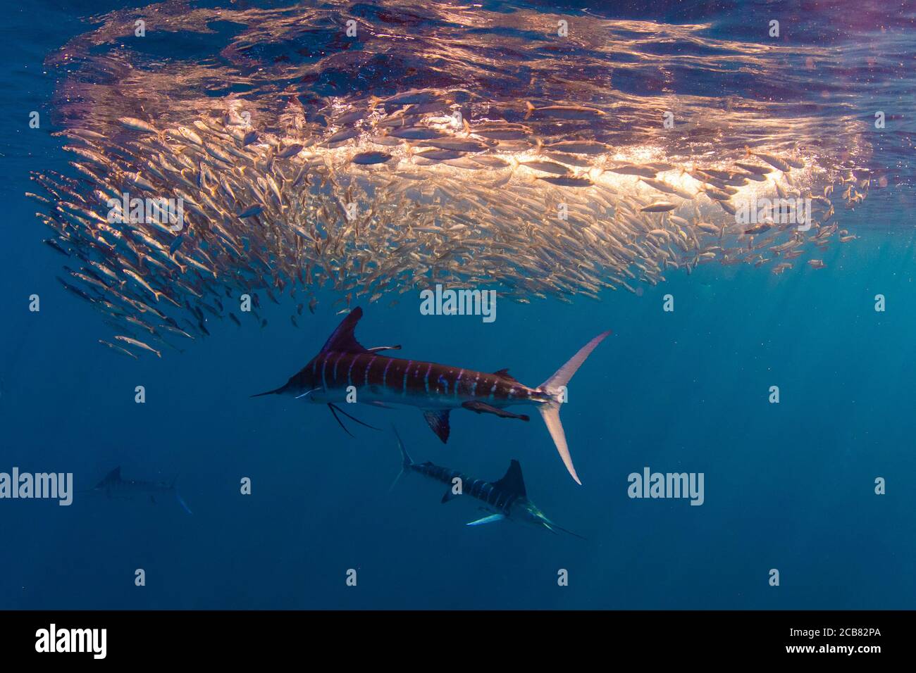 Stripped marlin hunting and feeding in a baitball in Magdalena Bay ...