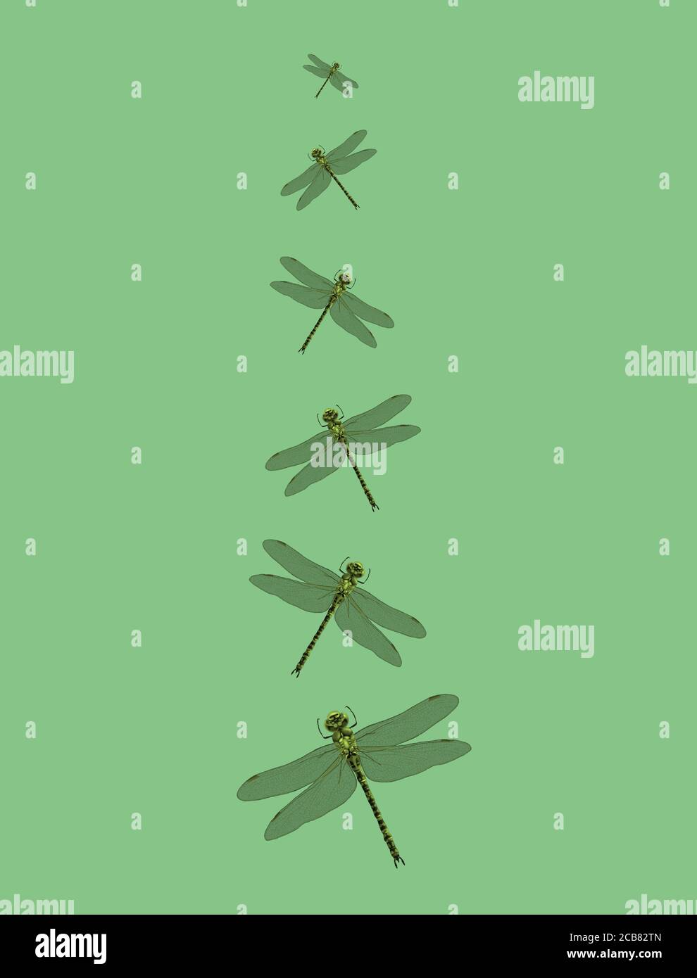 Natural background with dragonflies and butterflies isolated in color ...
