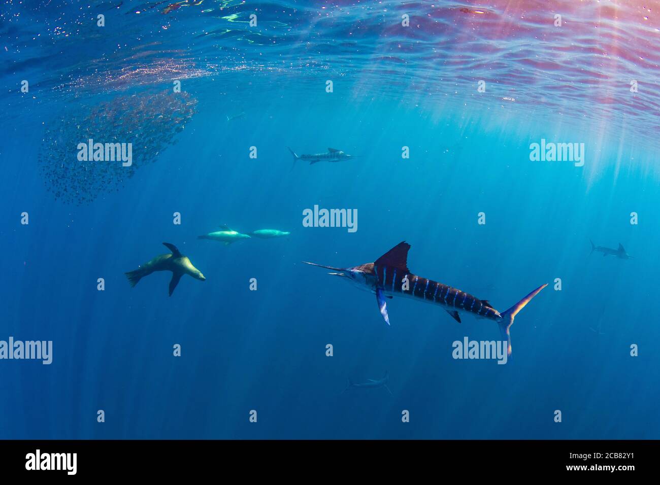 Stripped marlin hunting and feeding in a baitball in Magdalena Bay ...