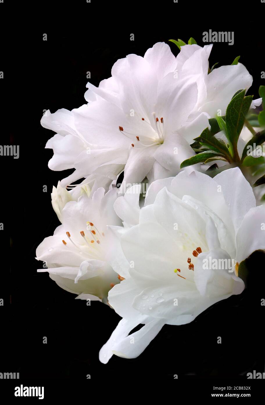 Three Beautiful Focused Stacked White Azaleas Isolated on Black Stock ...