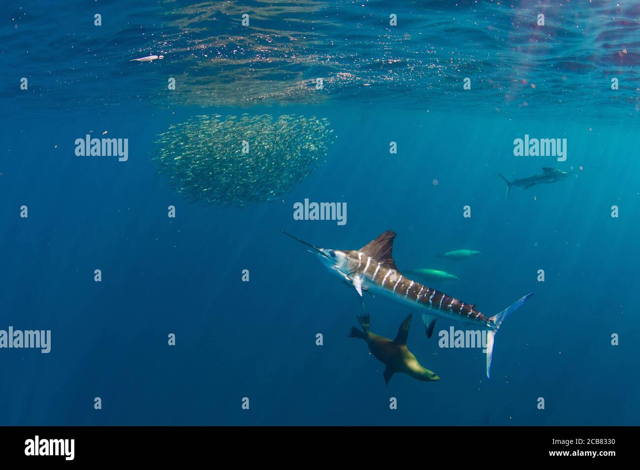Stripped marlin hunting and feeding in a baitball in Magdalena Bay ...