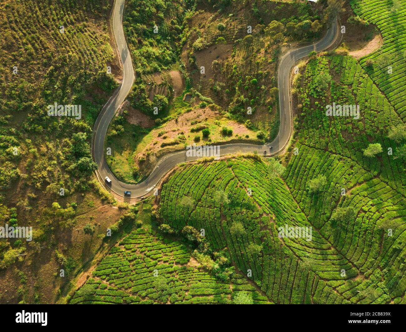 Aerial view of a road through a tea plantation, Bandung, West Java ...
