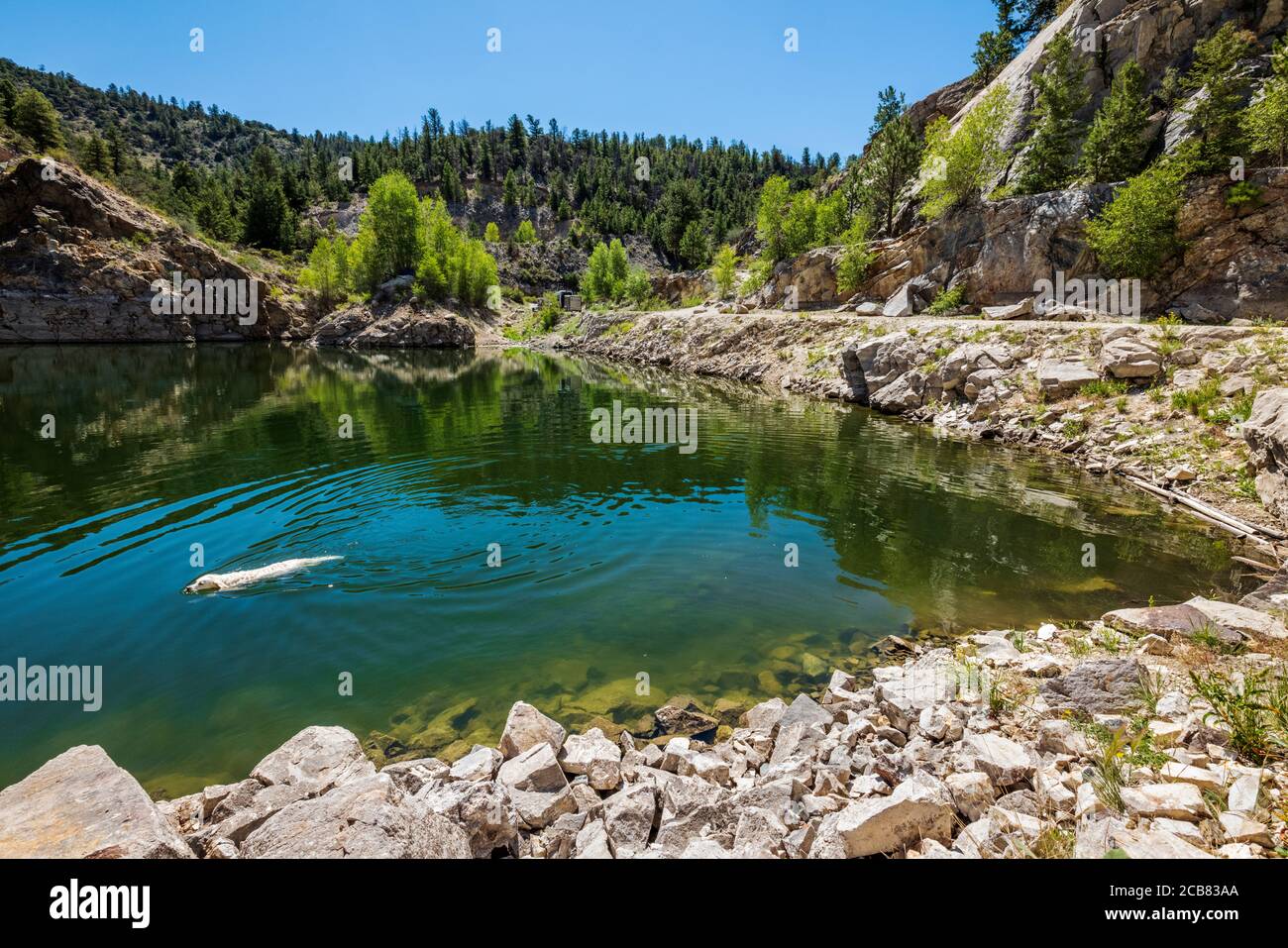 Platinum colored Golden Retriever dog swimming in the Marble Quarry ...