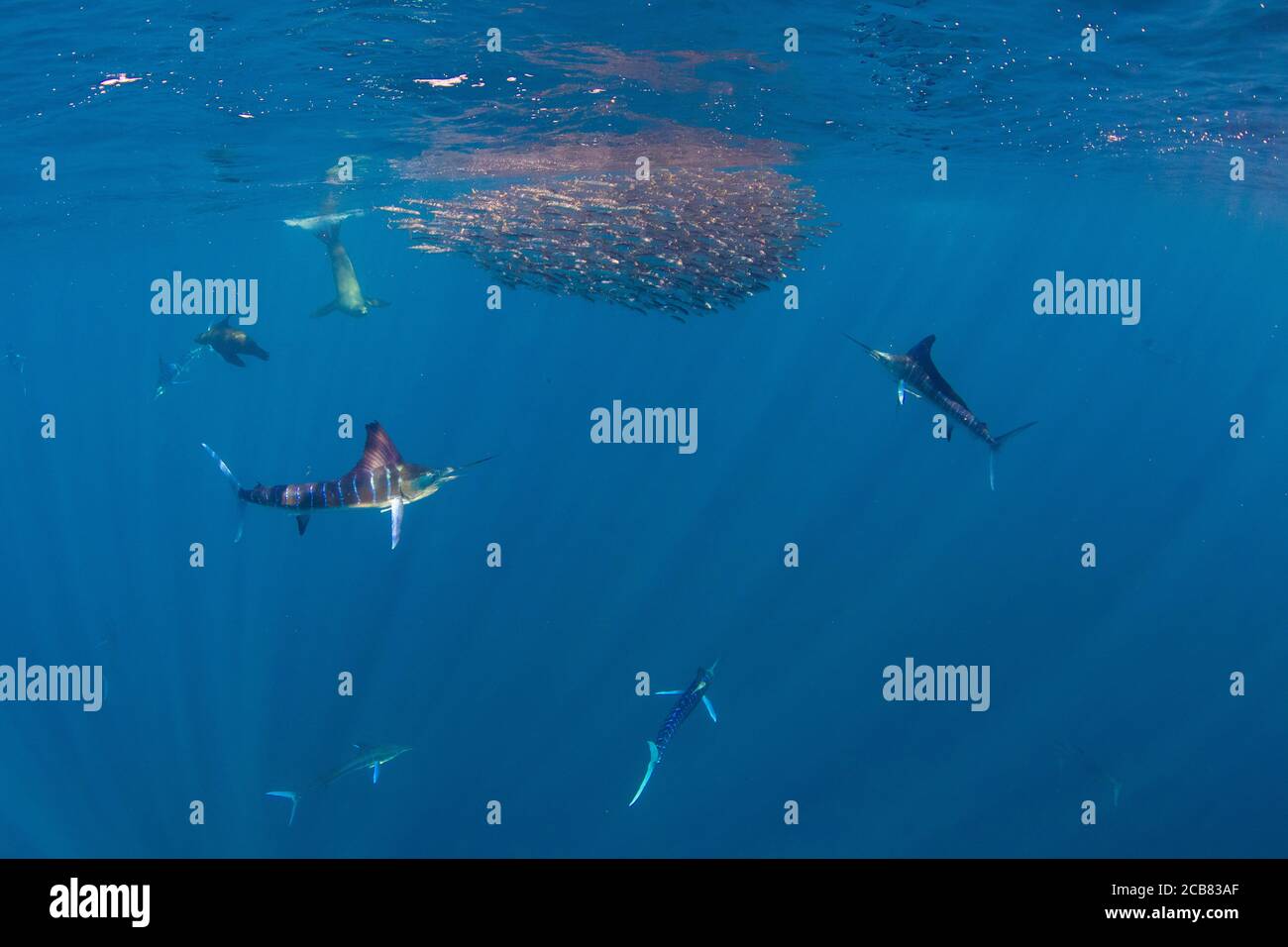 Stripped marlin hunting and feeding in a baitball in Magdalena Bay ...