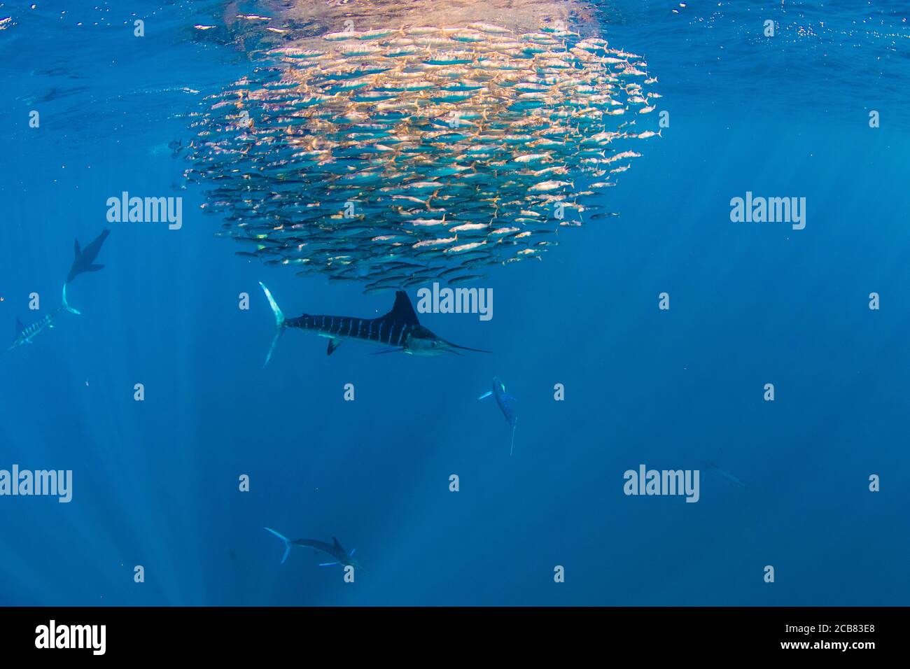 Black marlin swimming hi-res stock photography and images - Alamy