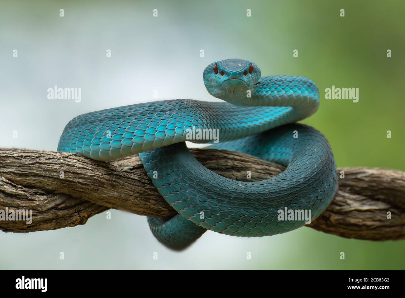 White-lipped island pit viper on a branch, Indonesia Stock Photo - Alamy