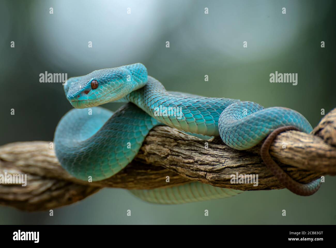 White-lipped island pit viper on a branch, Indonesia Stock Photo - Alamy