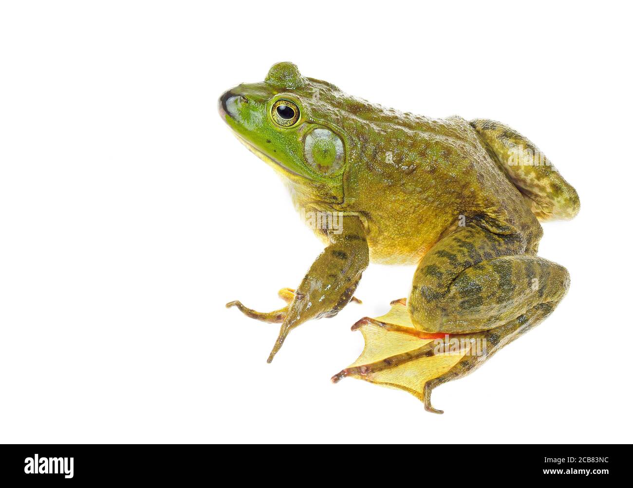 Focus Stacked Closeup Image of a Huge American Bullfrog Sitting ...