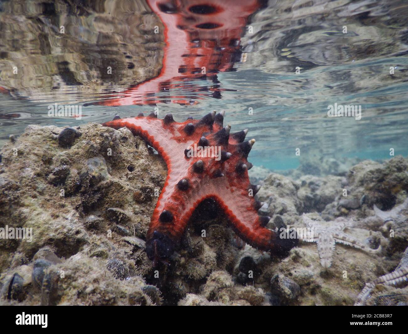 Starfish on a rock hi-res stock photography and images - Alamy