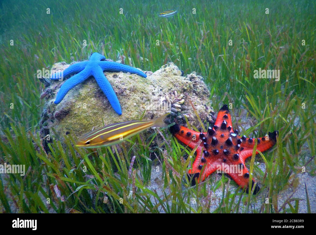 Starfish and fish on seabed, Indonesia Stock Photo - Alamy
