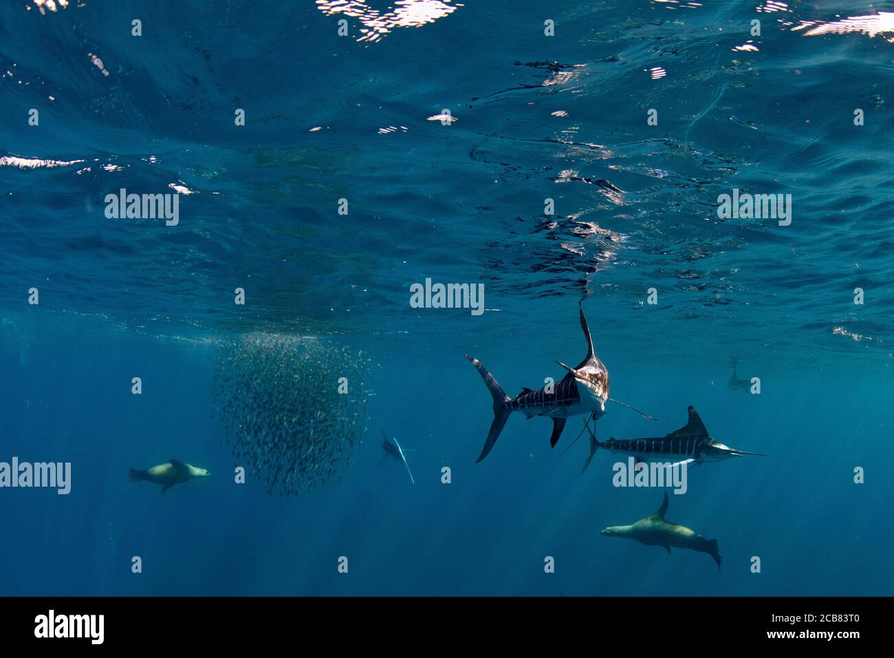 Stripped marlin hunting and feeding in a baitball in Magdalena Bay ...