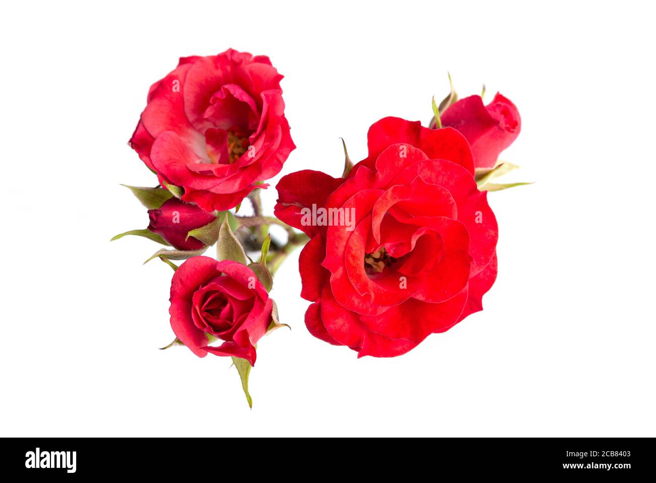 Branch of Red small Rose isolated on white background Stock Photo - Alamy