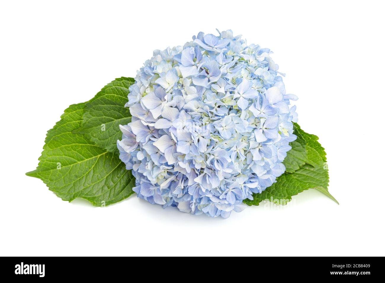 Blue Fresh Hydrangea and leaves isolated on white background Stock ...