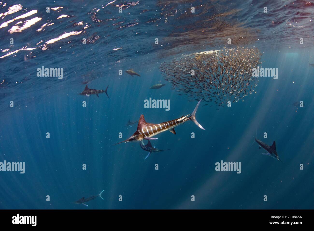 Stripped marlin hunting and feeding in a baitball in Magdalena Bay ...