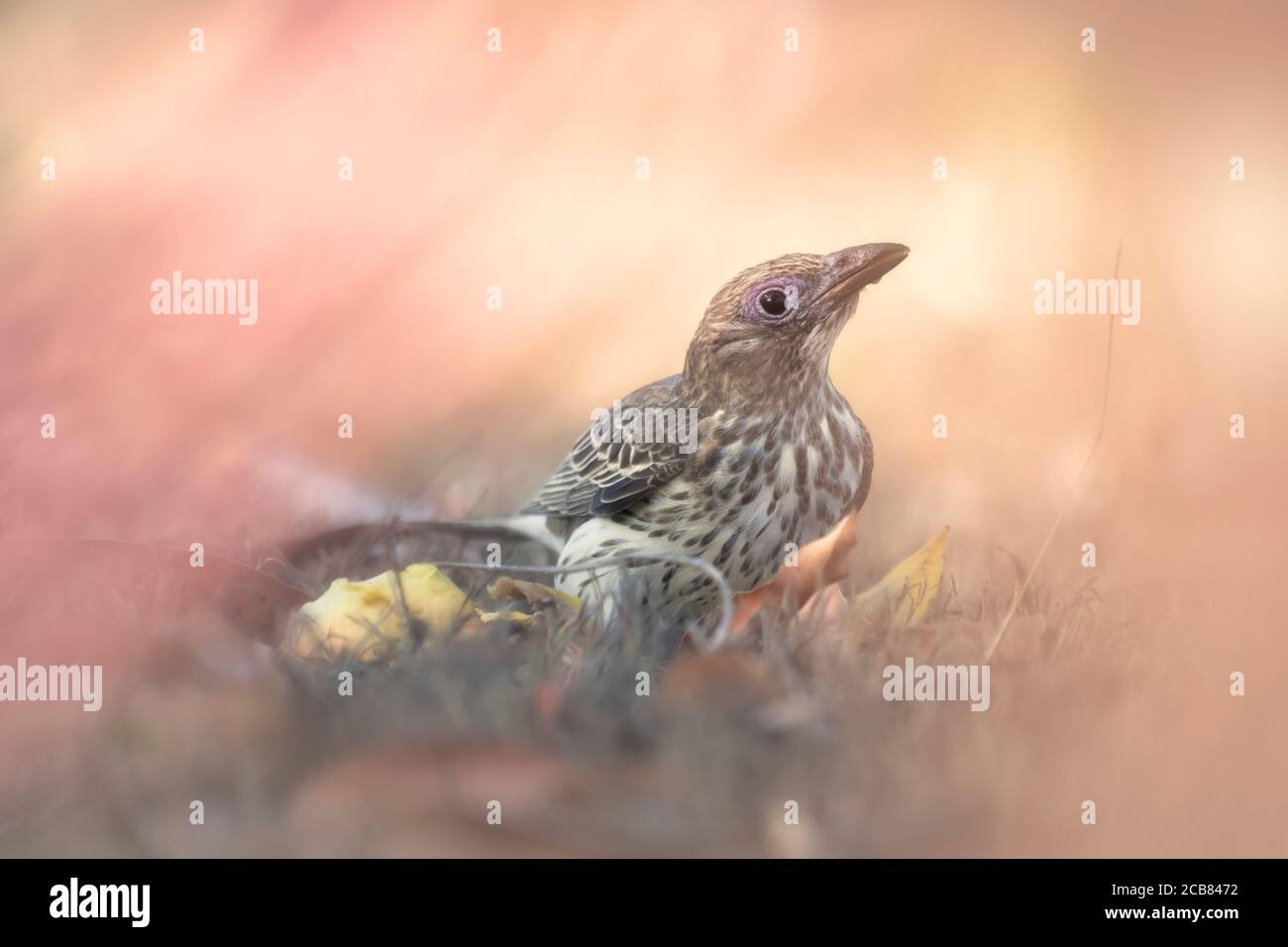 Ground foraging hi-res stock photography and images - Alamy
