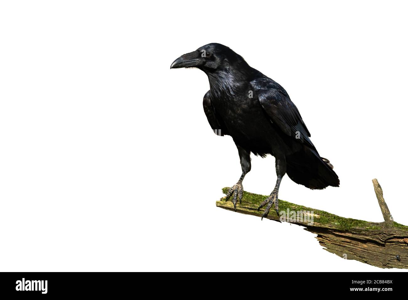 Curious common raven facing camera isolated on white background Stock ...