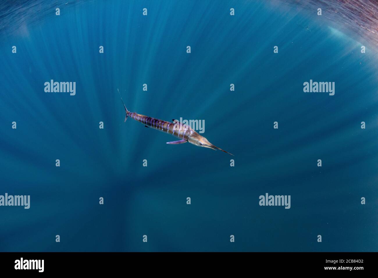 Stripped marlin hunting and feeding in a baitball in Magdalena Bay ...