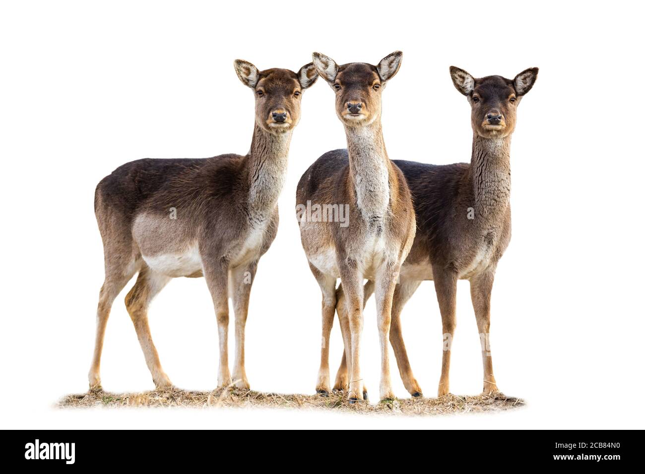 Three fallow deer does standing on grass isolated on white background ...