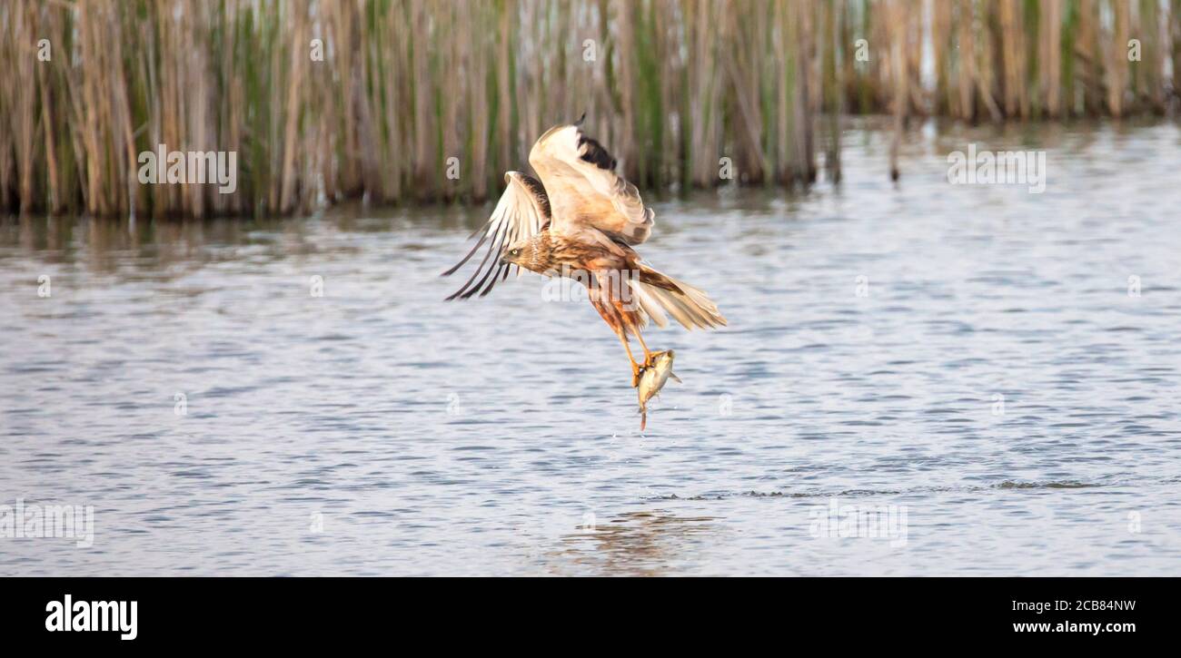 Circus aeruginosus bird flying and The predator catches fish above the ...