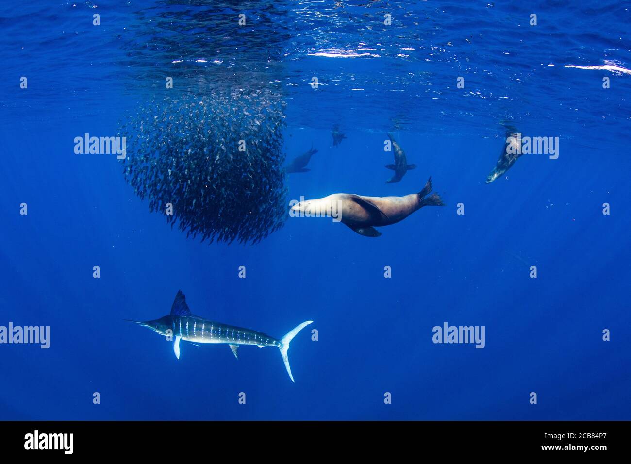 Stripped marlin hunting and feeding in a baitball in Magdalena Bay ...