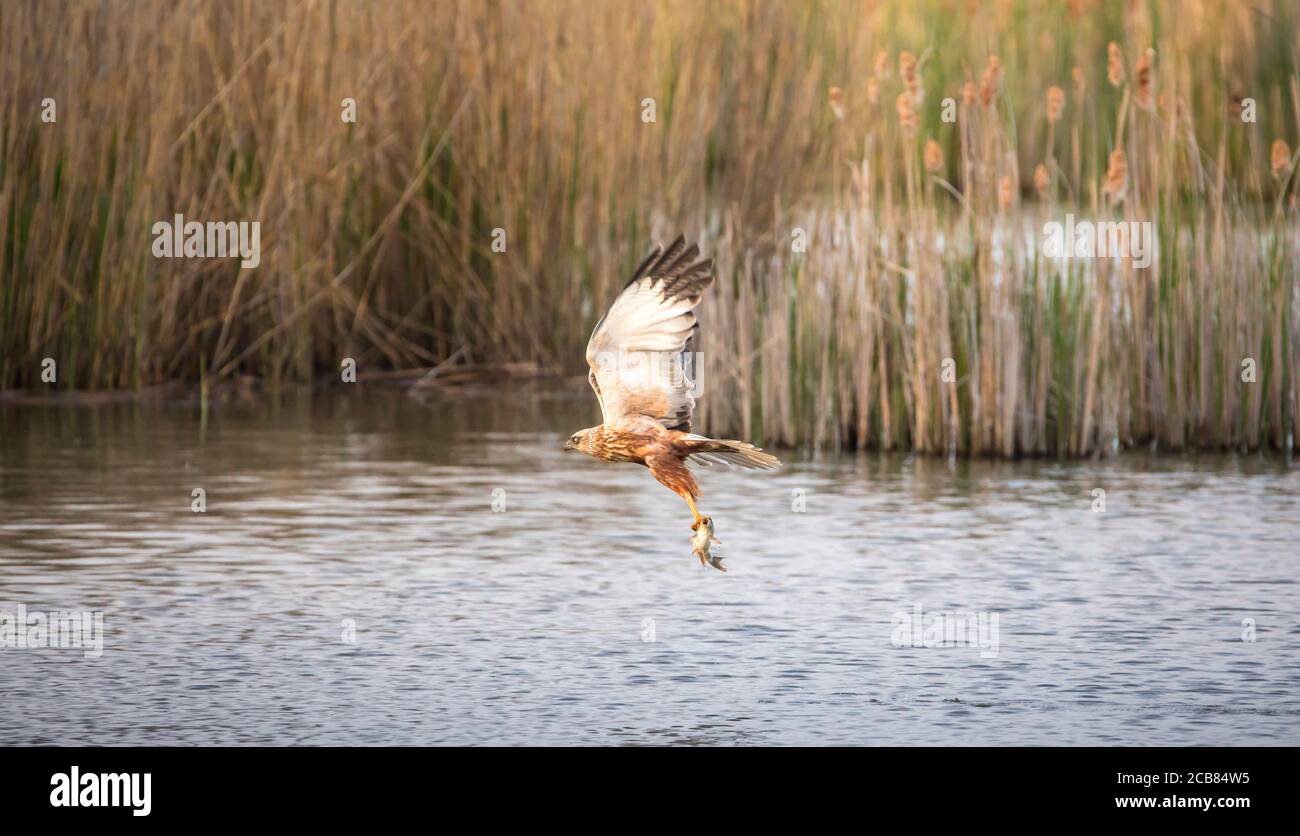 Circus aeruginosus bird flying and The predator catches fish above the ...