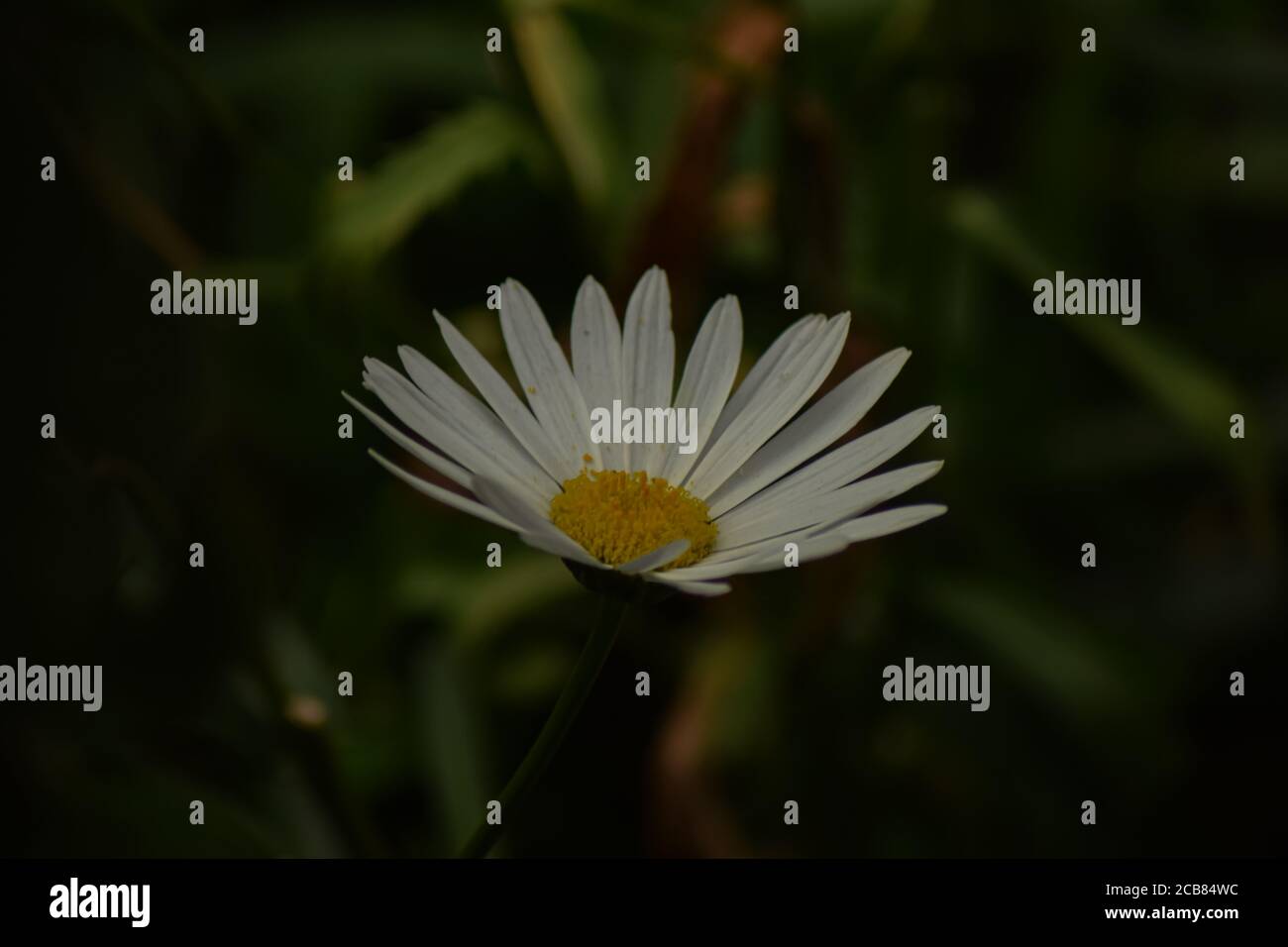 Margarite hi-res stock photography and images - Alamy