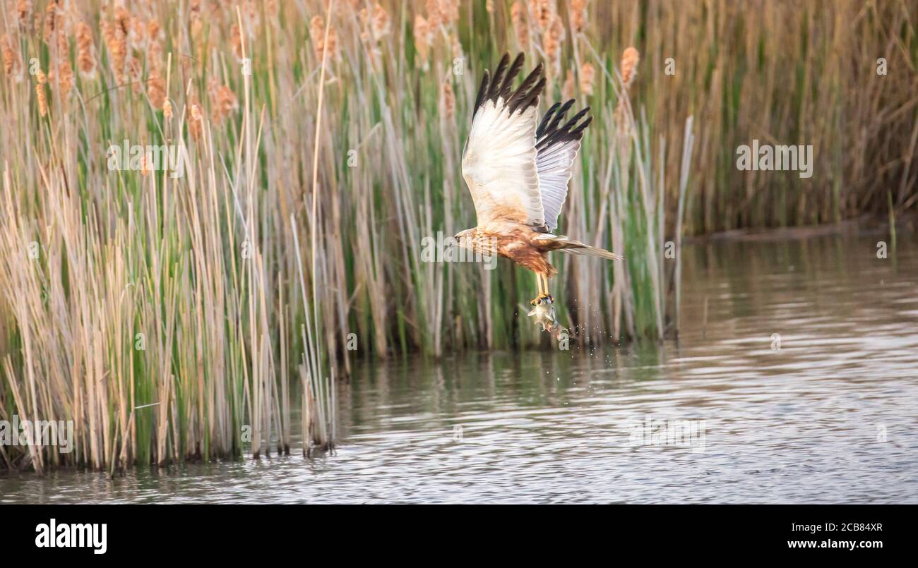 Circus aeruginosus bird flying and The predator catches fish above the ...