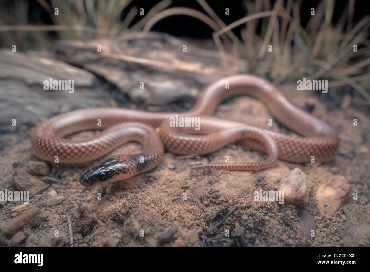 Orange naped snake furina ornata hi-res stock photography and images ...