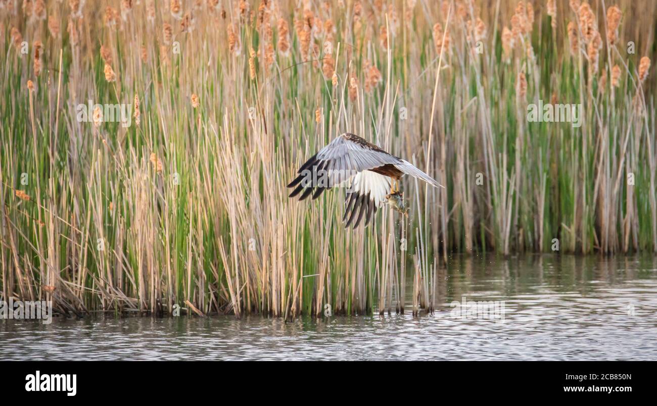 Circus aeruginosus bird flying and The predator catches fish above the ...