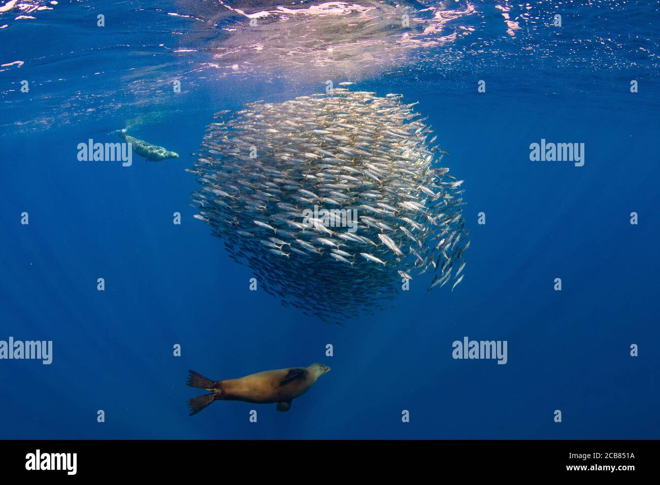 Californian Sea Lion hunting and feeding in a bait ball in Magdalena ...