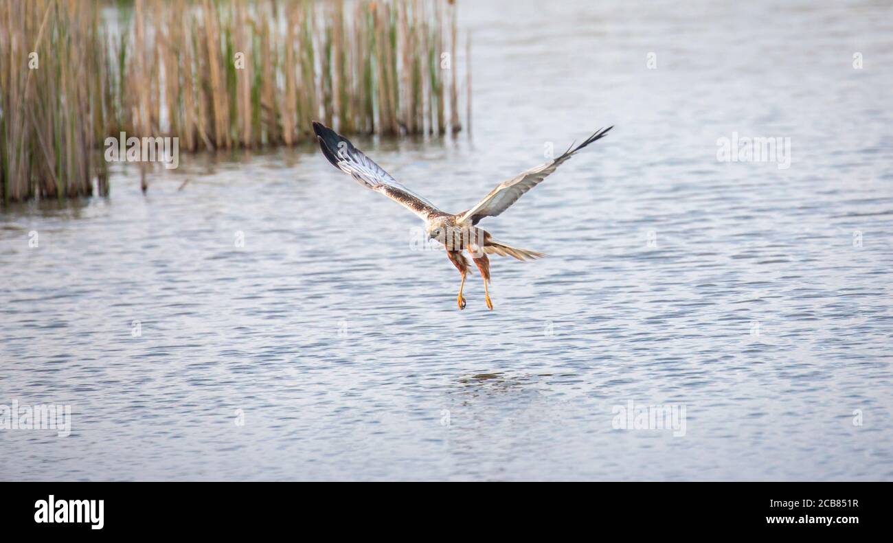 Circus aeruginosus bird flying and The predator catches fish above the ...