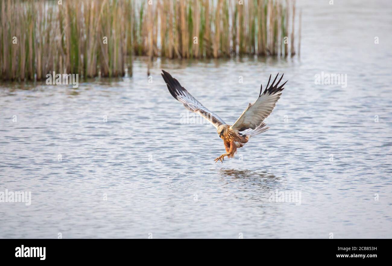 Circus aeruginosus bird flying and The predator catches fish above the ...