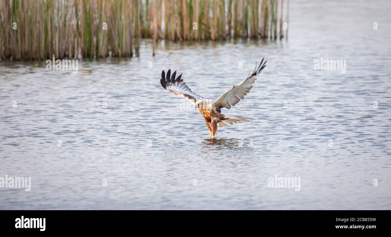 Circus aeruginosus bird flying and The predator catches fish above the ...