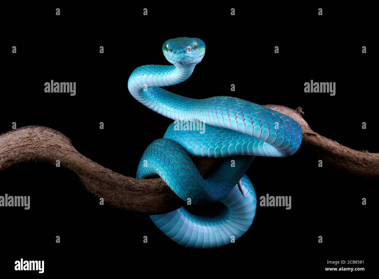 Coiled blue viper on a branch, Indonesia Stock Photo - Alamy