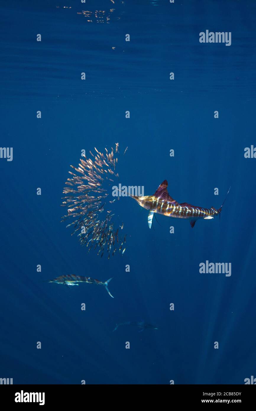 Stripped marlin hunting and feeding in a baitball in Magdalena Bay ...
