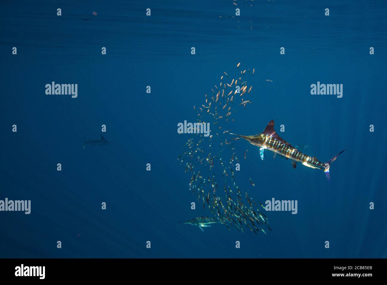 Black marlin swimming hi-res stock photography and images - Alamy