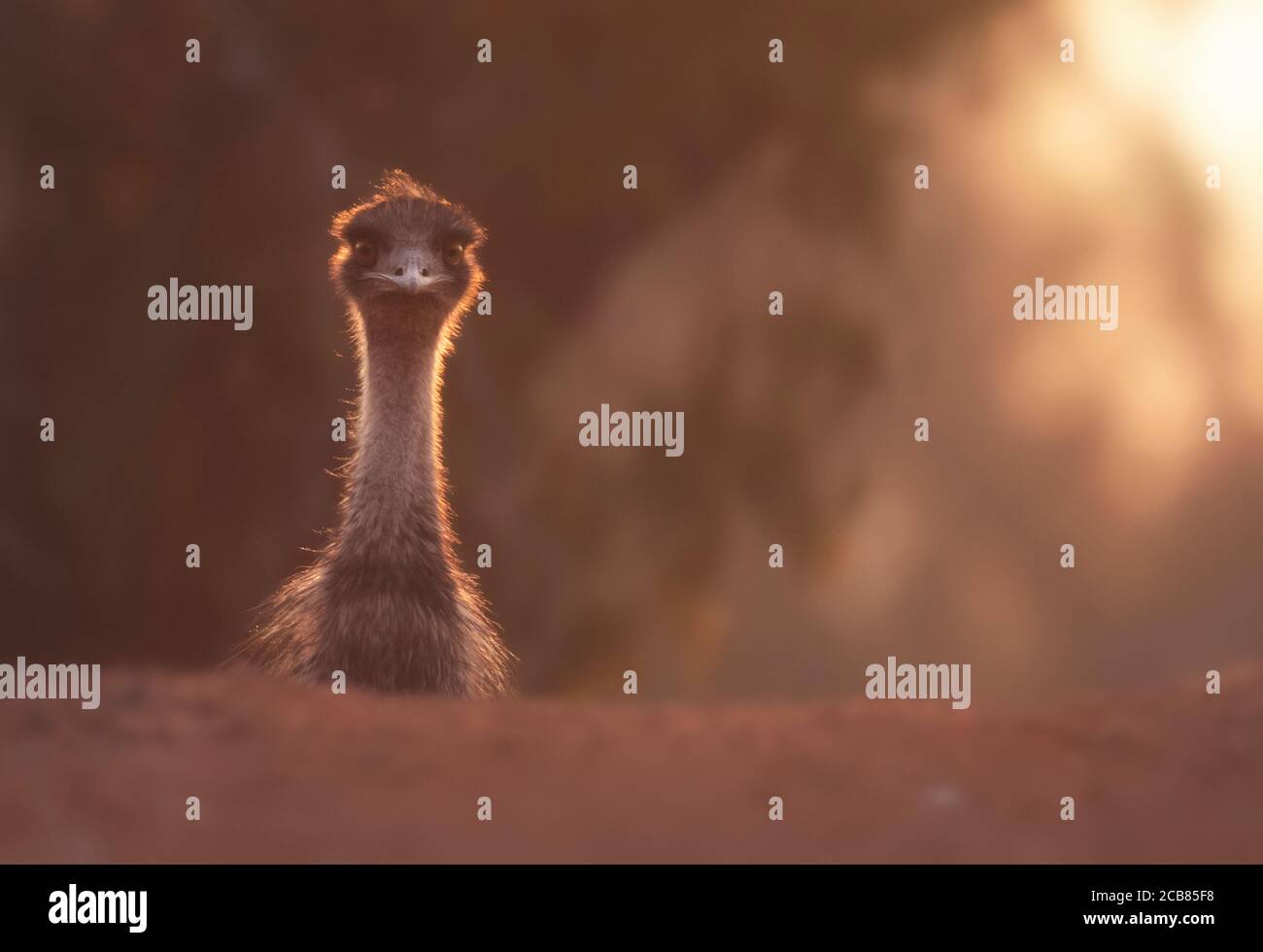 Portrait of an emu at dusk, Australia Stock Photo - Alamy