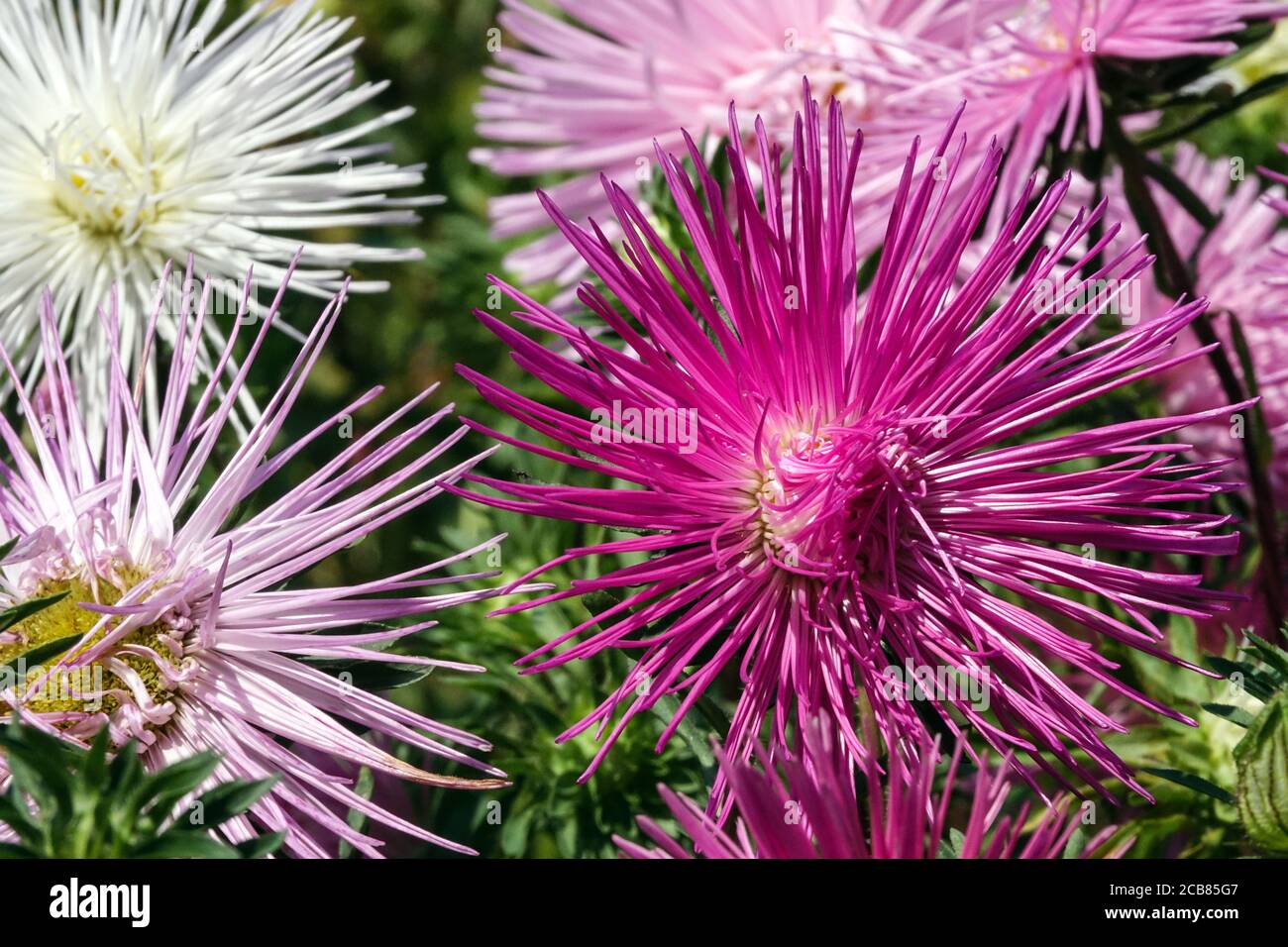 Callistephus chinensis China Aster Needle Stock Photo - Alamy