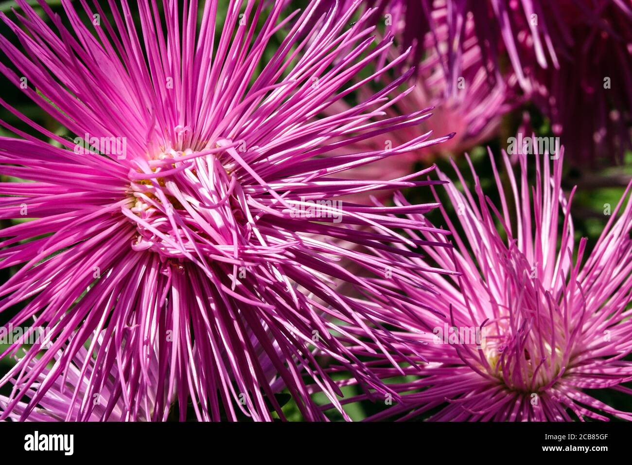 Callistephus chinensis China Aster Needle Stock Photo - Alamy