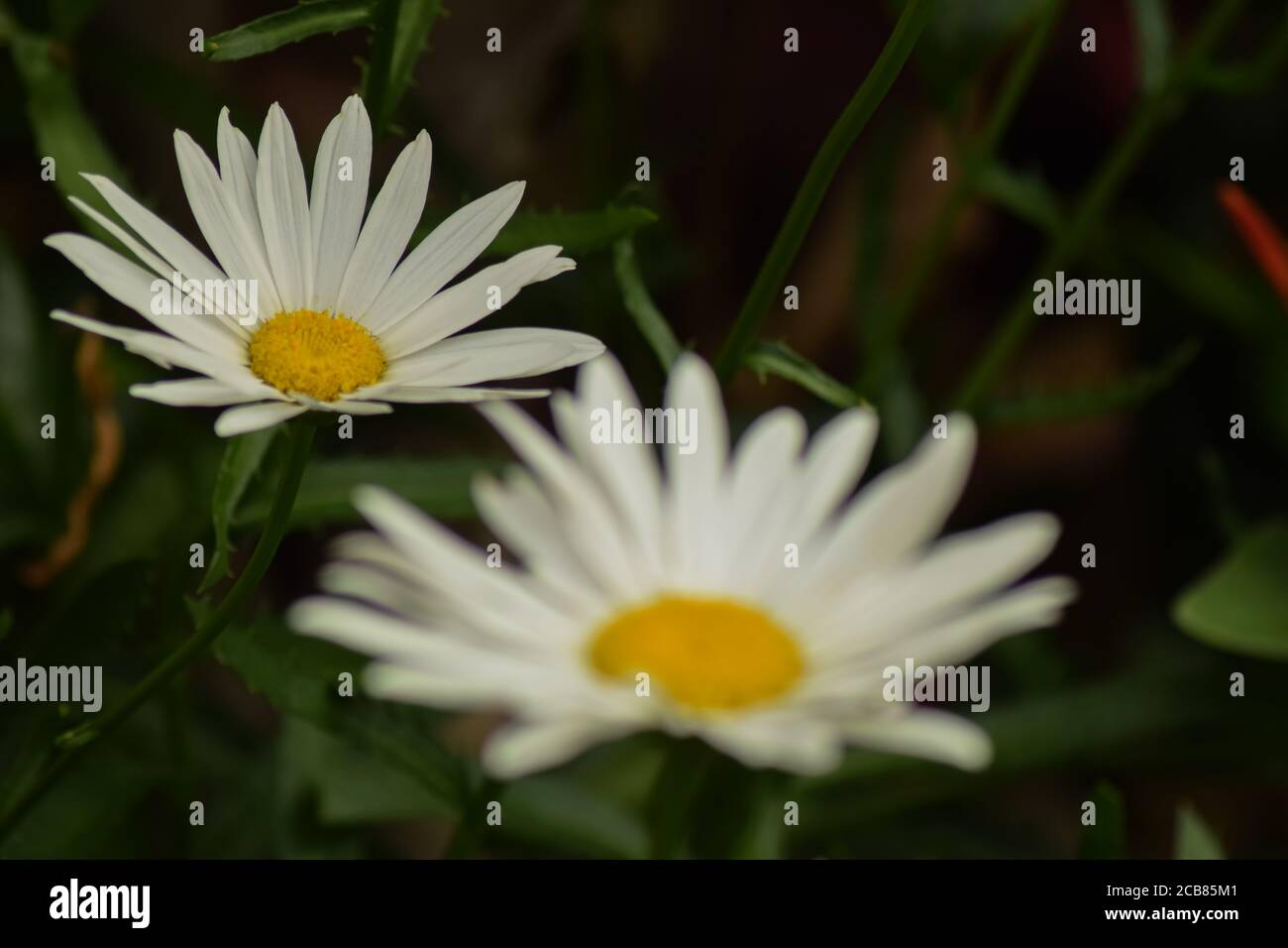 Margarite from a garden in a spring session Stock Photo - Alamy