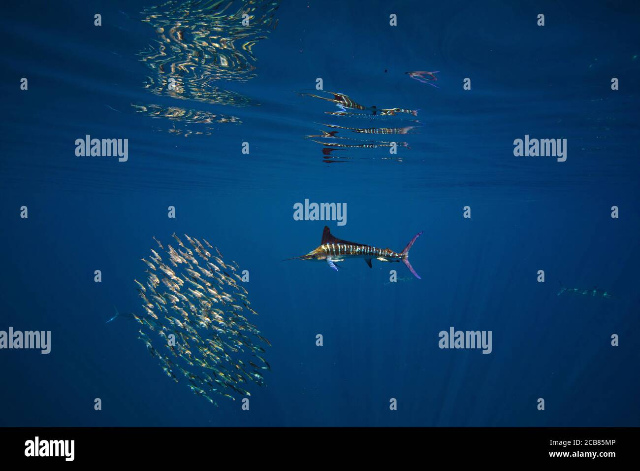 Stripped marlin hunting and feeding in a baitball in Magdalena Bay ...